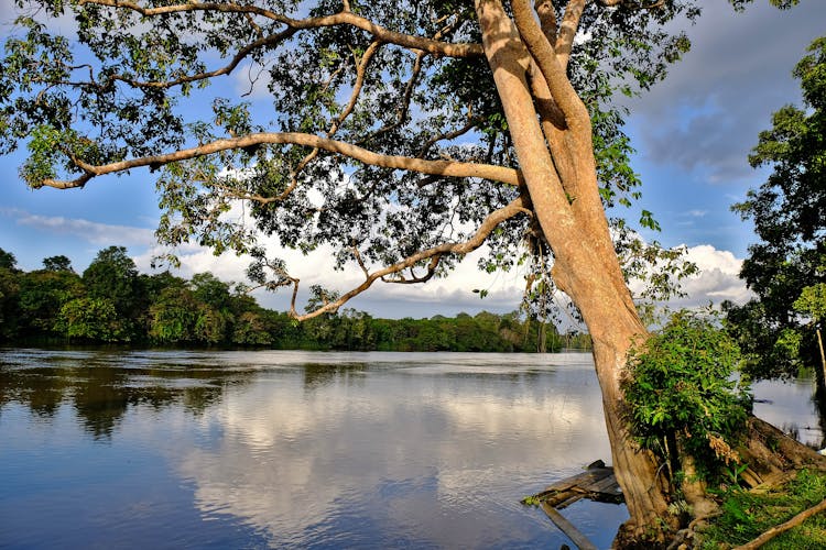 Preserving lowland peat swamp forests and mangroves in Indonesian Borneo