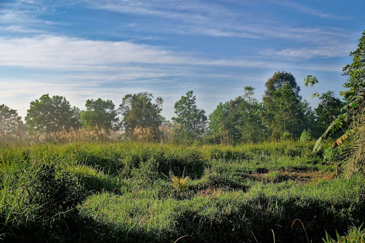 Preserving lowland peat swamp forests and mangroves in Indonesian Borneo