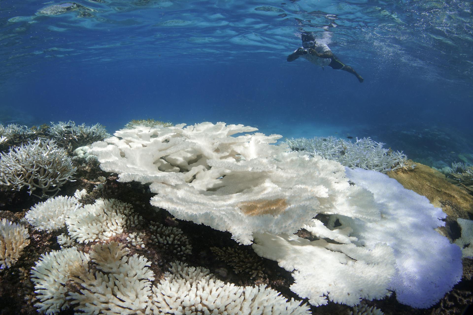 Sinking islands, rising costs: The Maldives’ race against climate change