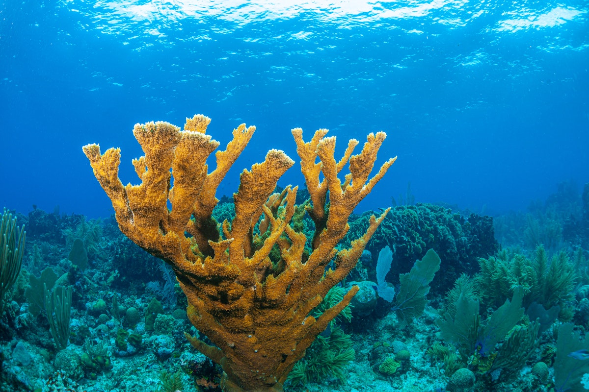 The Caribbean’s coral crisis: Ocean acidification threatens coastal ...