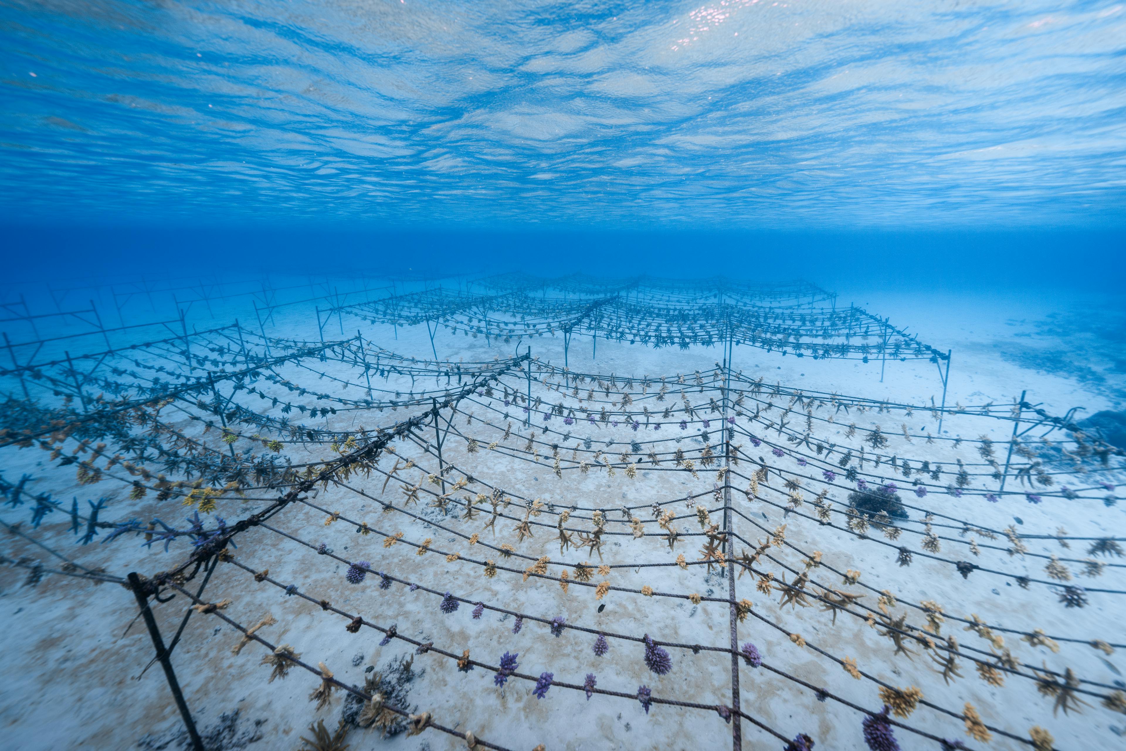 Branching out through coral reef restoration in Fiji