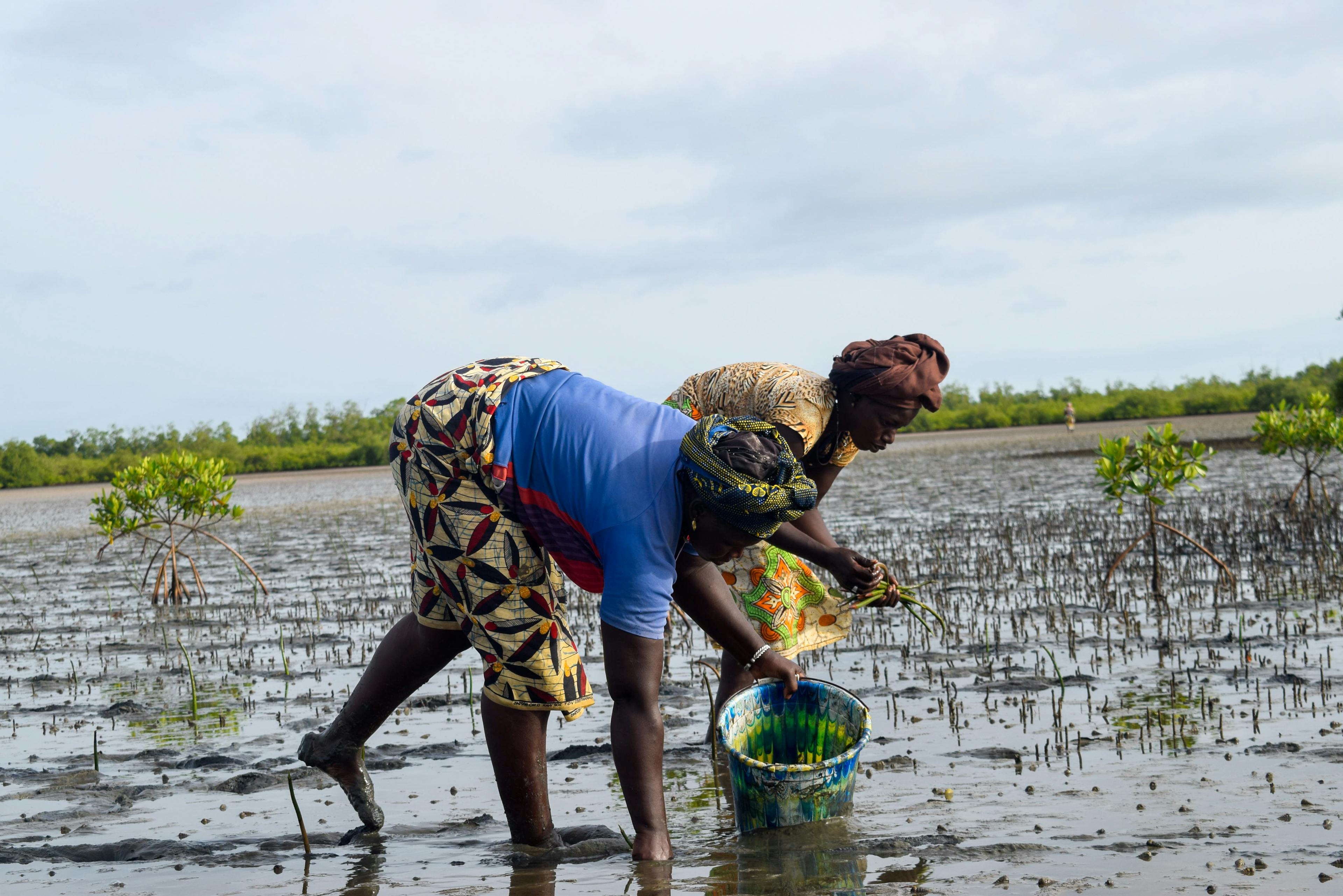 Advancing community-based mangrove restoration in Senegal