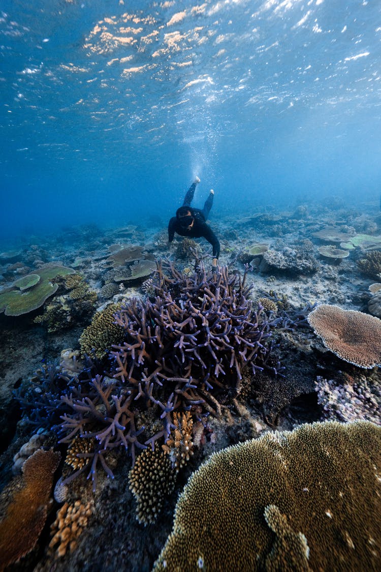 Branching out through coral reef restoration in Fiji
